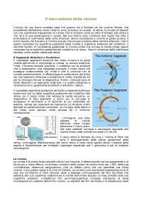 Appunti Meccanismo della visione umana | Appunti di Fisica | Docsity