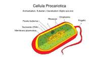 Le cellule procariote ed eucariote e i loro costituenti - Docsity