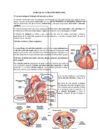 CORAZÓN MIÓGENO - Apuntes de Fisiología - Docsity