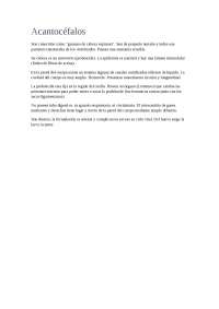 Acantocéfalos - Apuntes de Zoología - Docsity