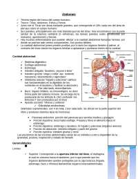 Abdomen - Apuntes de Anatomía - Docsity