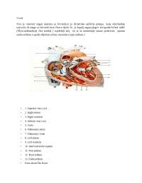 Anatomija i funkcije srca | Maturalni radovi' predlog Kardiologija ...