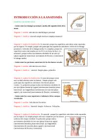 Introducció a la anatomia - Apuntes de Anatomía - Docsity