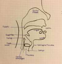 Schema bocca - Docsity