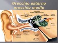 Anatomia e fisiologia dell’orecchio - Docsity