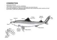 CONDRICTIOS - Apuntes de Zoología - Docsity