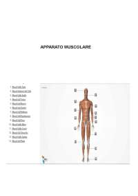 Apparato muscolare - Docsity