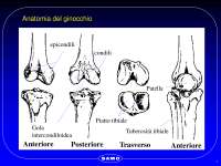 Slide sulle protesi di ginocchio - Docsity