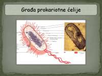 Građa bakterijske ćelije | Slajdovi' predlog Mikrobiologija - Docsity