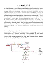 Ottimizzazione di sistemi di espressione transiente, mediati da Agrobacterium tumefaciens, in N ...
