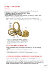 Sistema vestibolare fisiologia - Docsity