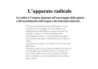 Biologia vegetale: apparato radicale - Docsity