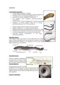 Agnatos Biodiversidad Marina - Docsity