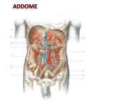 Addome, cavità addominale e organi - Docsity