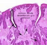 Surcos glandulas serosas - Apuntes de Anatomía - Docsity