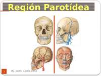 Región parotidea, descubriendo sus secretos - Docsity