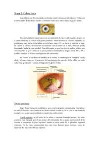 Anatomia visual - Apuntes de Óptica - Docsity