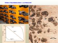 TEMA 5: PALEOBIOLOGIA 1. LA POBLACIÓ L’estudi d’associacions fòss ...