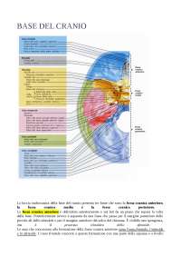 Descrzione base del cranio | Dispense di Anatomia | Docsity