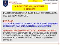 Arco Riflesso - Tono muscolare - Funzionalità sistema nervoso - Docsity