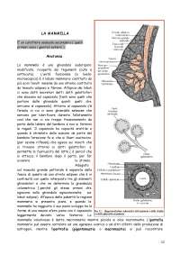 Anatomia della Mammella - Docsity