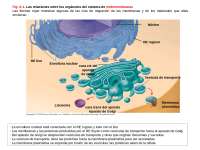 Envoltura nuclear - Apuntes de Biología - Docsity