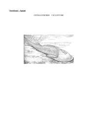 Agnati: OSTRACODERMI CICLOSTOMI - Docsity