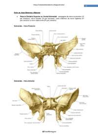ESFENOIDES esquema de hueso | Esquemas y mapas conceptuales de Anatomía ...