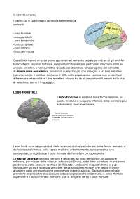 Il CERVELLO (funzione e anatomia dei lobi) - Docsity