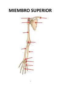 Imágenes miembro superior - Apuntes de Anatomía - Docsity