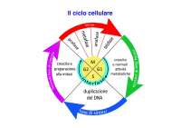 Ciclo cellulare biologia padova - Docsity