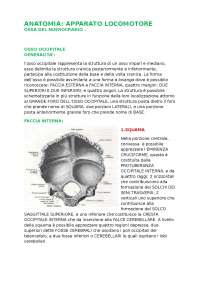 Ossa del neurocranio, splancnocranio, descrizione esterna e interna ...