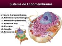 Sistema de Endomembranas (SE)Sistema de Endomembranas (SE - Apuntes de ...