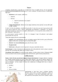 Il torace - descrizione - Docsity