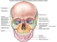 PRESENTACION DE LOS HUESOS CRANEALES - Docsity