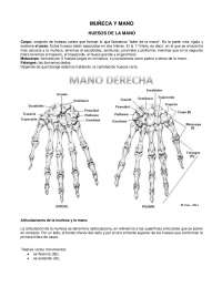 Huesos y musculos de la mano de la mano - Docsity
