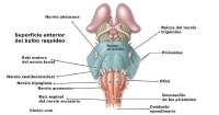 Bulbo raquideo neuroanatomia | Esquemas y mapas conceptuales de ...