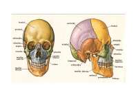 Apuntes del neurocraneo - Docsity