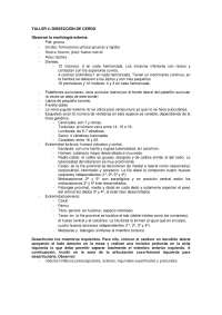 Diseccion cerdo - Ejercicios de Anatomía - Docsity