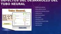 Embriología: Entendimiento de la formacion del tubo neural y sus ...