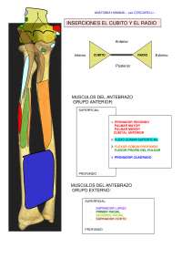 Radio cubito brazo imagen partes etc - Docsity