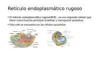 Retículo endoplasmatico rugoso | Diapositivas de Biología - Docsity