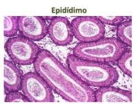 Epididimo corte transversal - Docsity