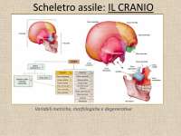 Componenti cranio per identificazione scheletro - Docsity