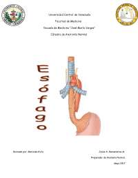 Anatomia de esoFago CIRUGIA GENERAL - Docsity