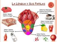 Sentido del gusto y sus diferentes partes | Diapositivas de Anatomía ...