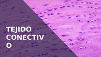 Tejido Conectivo - Células - Docsity