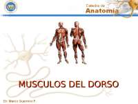 Los Músculos del Dorso del Cuerpo Humano - Docsity