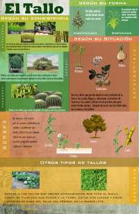 Caracteristicas y clasificacion del tallo - Docsity