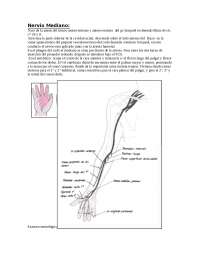 Recorrido del Nervio Mediano - Docsity
